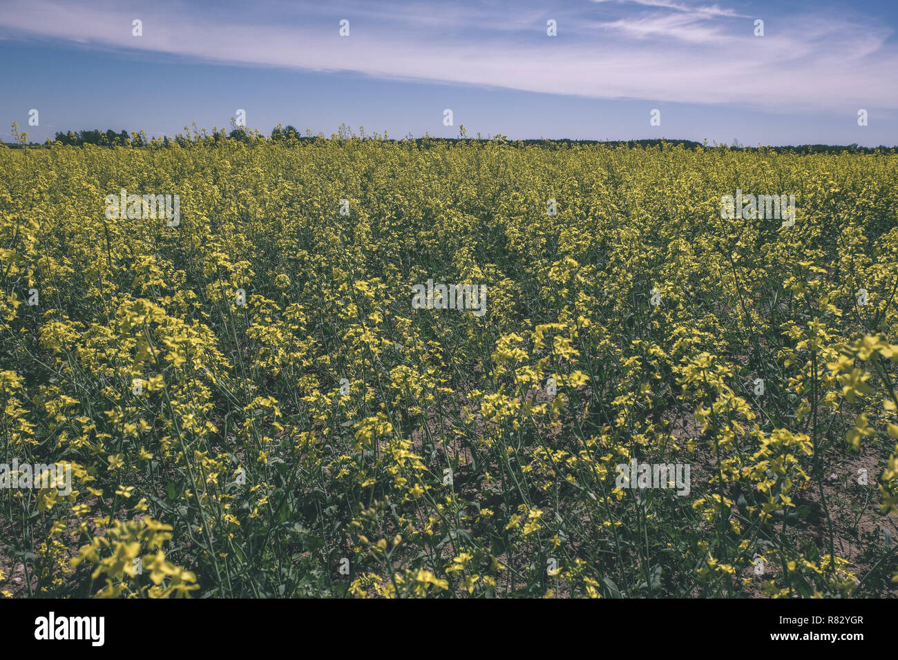 bright yellow fields of rapeseed in countryside farming land - vintage ...