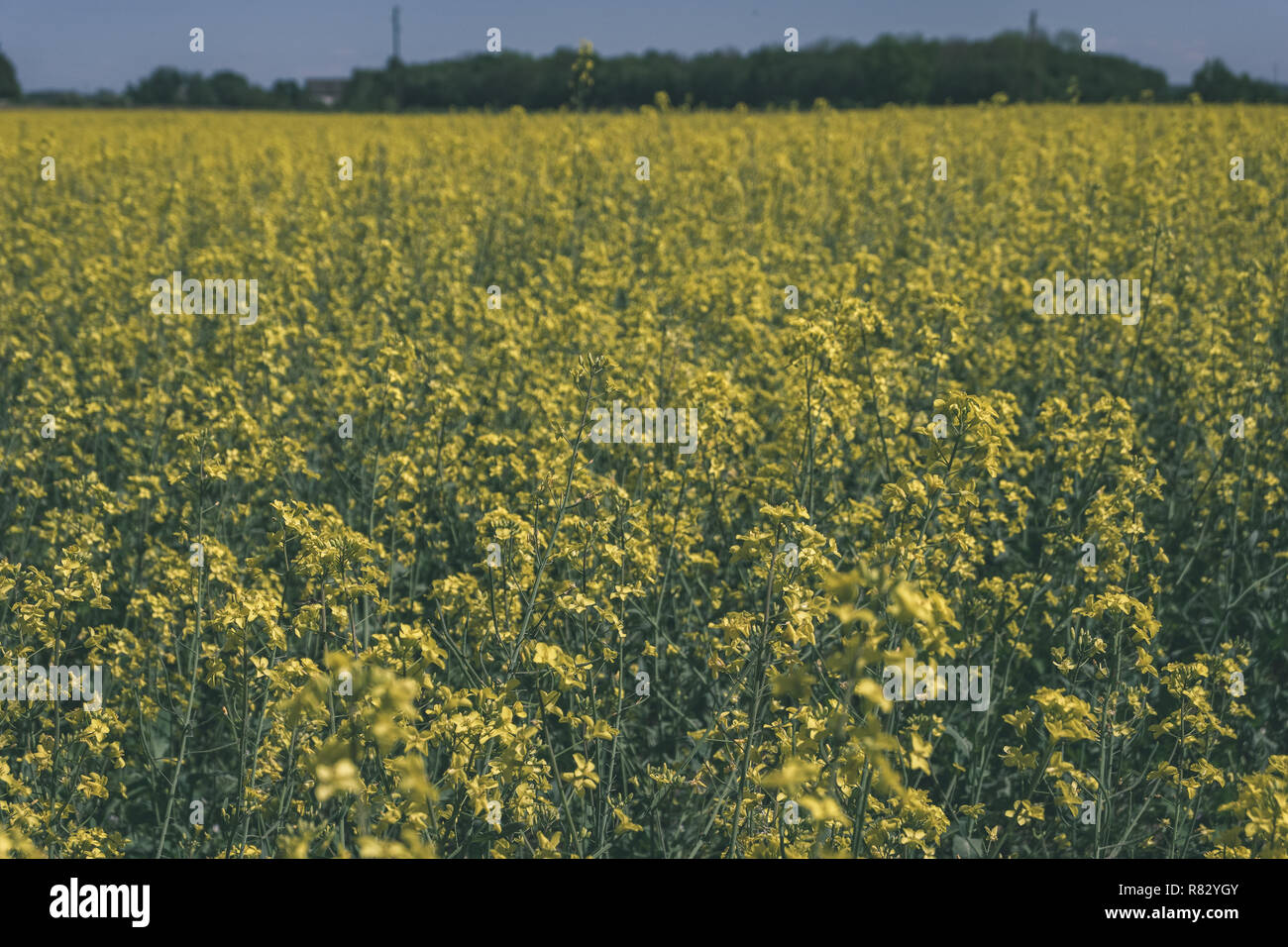 bright yellow fields of rapeseed in countryside farming land - vintage ...