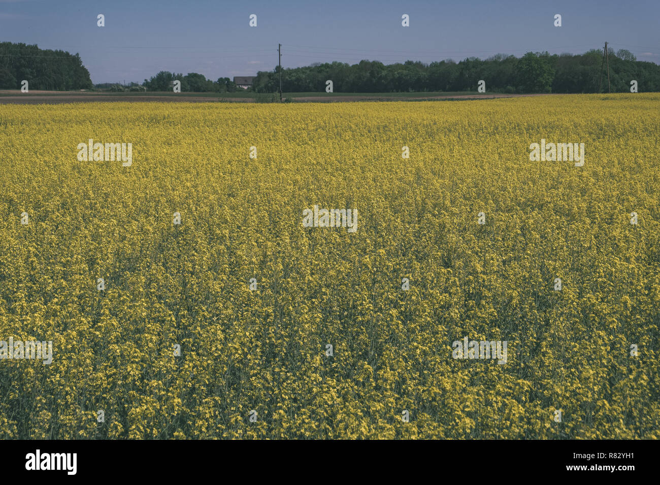 bright yellow fields of rapeseed in countryside farming land - vintage ...