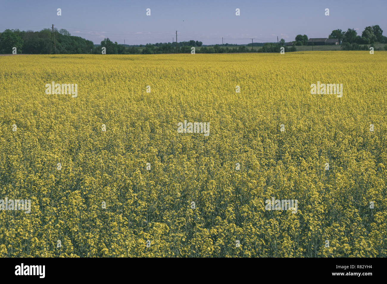 bright yellow fields of rapeseed in countryside farming land - vintage ...