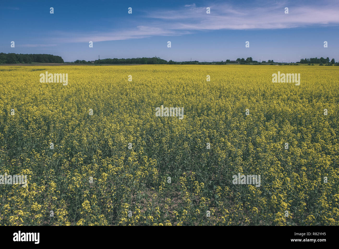 bright yellow fields of rapeseed in countryside farming land - vintage ...