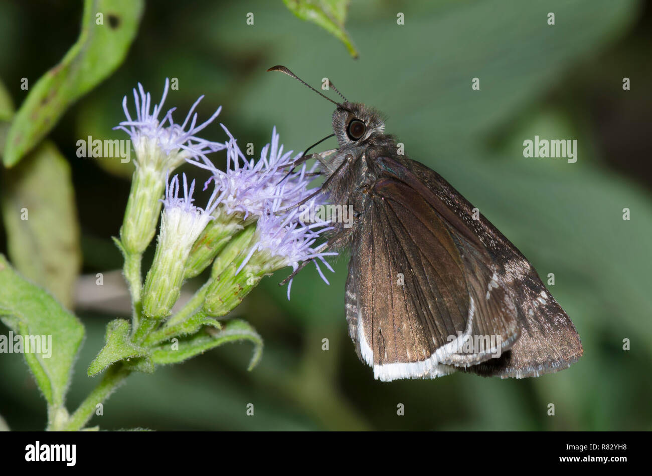 Erynnis funeralis hi-res stock photography and images - Alamy