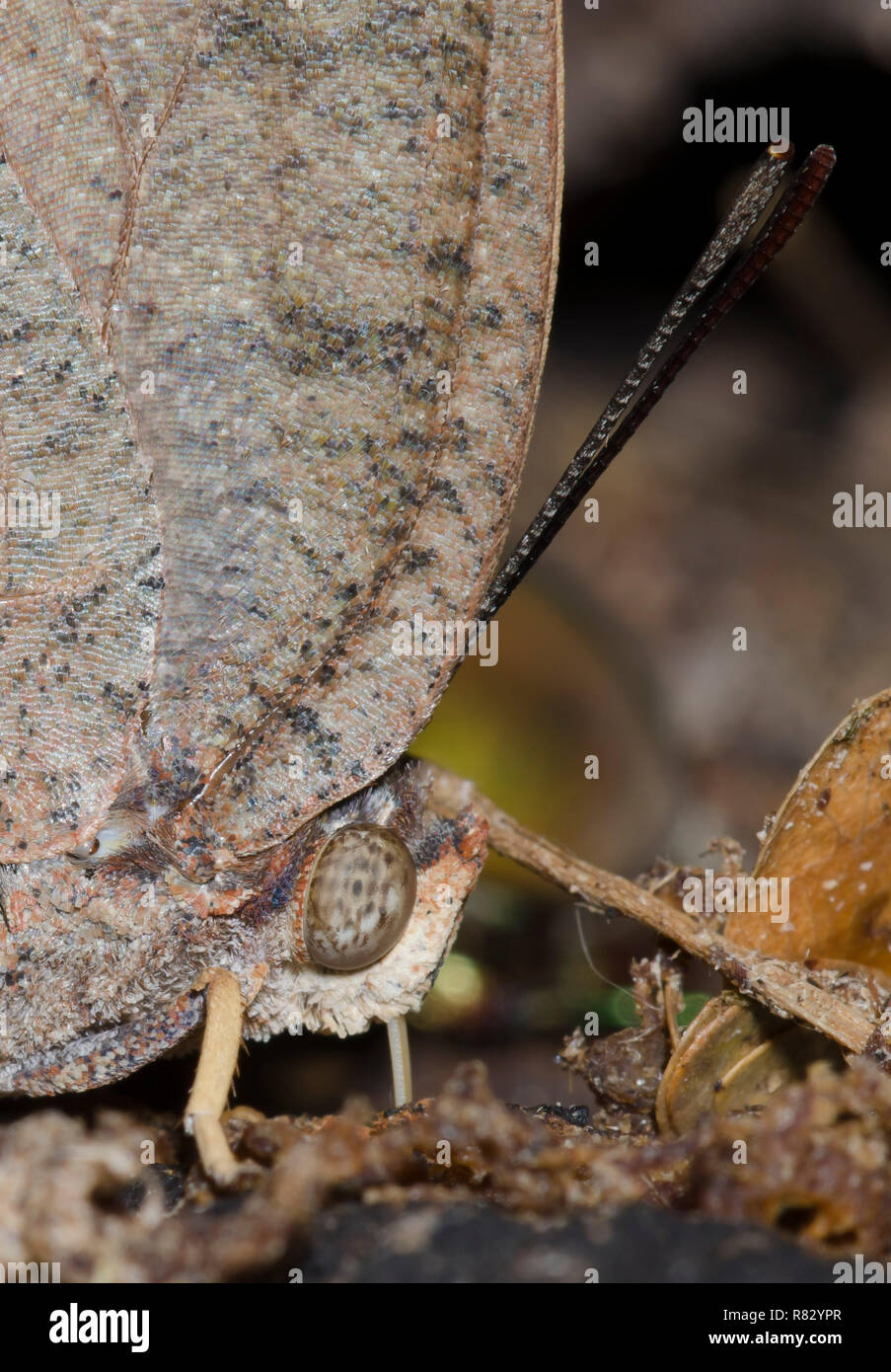 Tropical Leafwing, Anaea aidea Stock Photo - Alamy