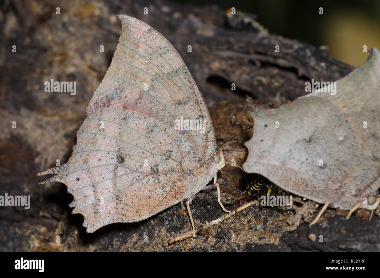 Tropical Leafwing, Anaea aidea Stock Photo - Alamy