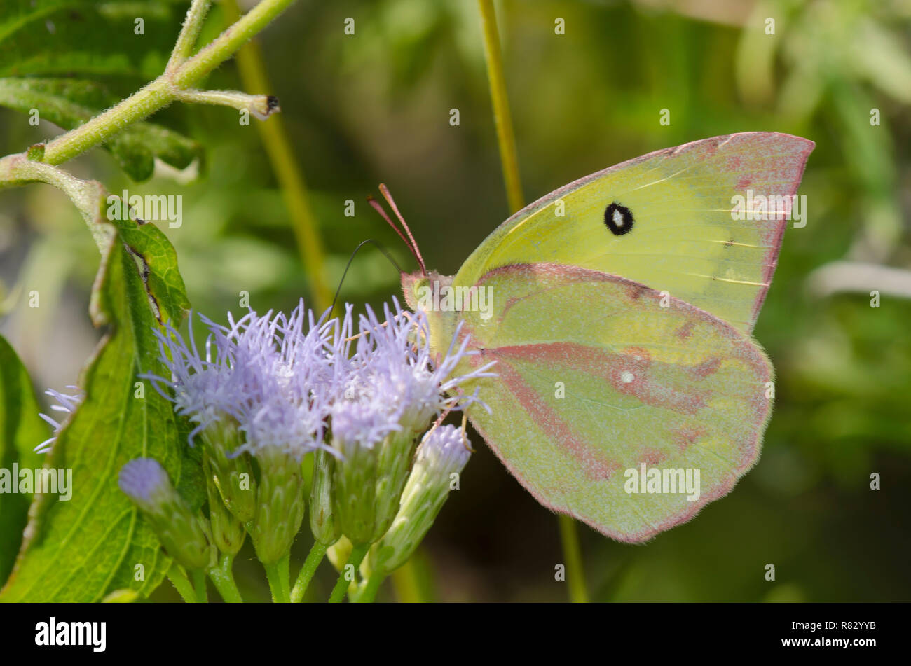 Southern Dogface, Zerene cesonia, on mist flower, Conoclinium sp Stock ...