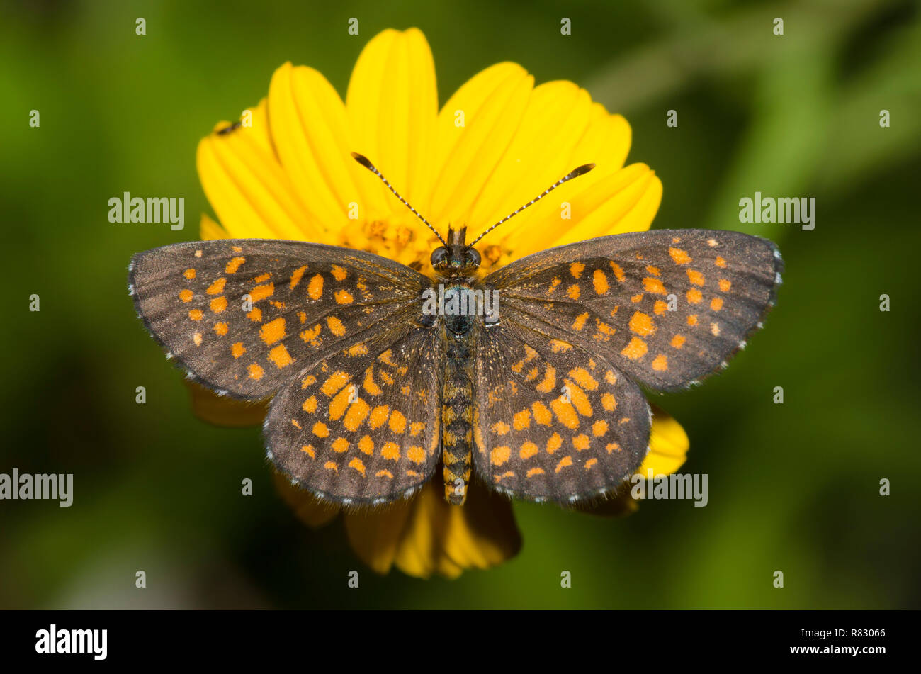 Elada Checkerspot, Microtia elada, nectaring from Skeleton-Leaf ...