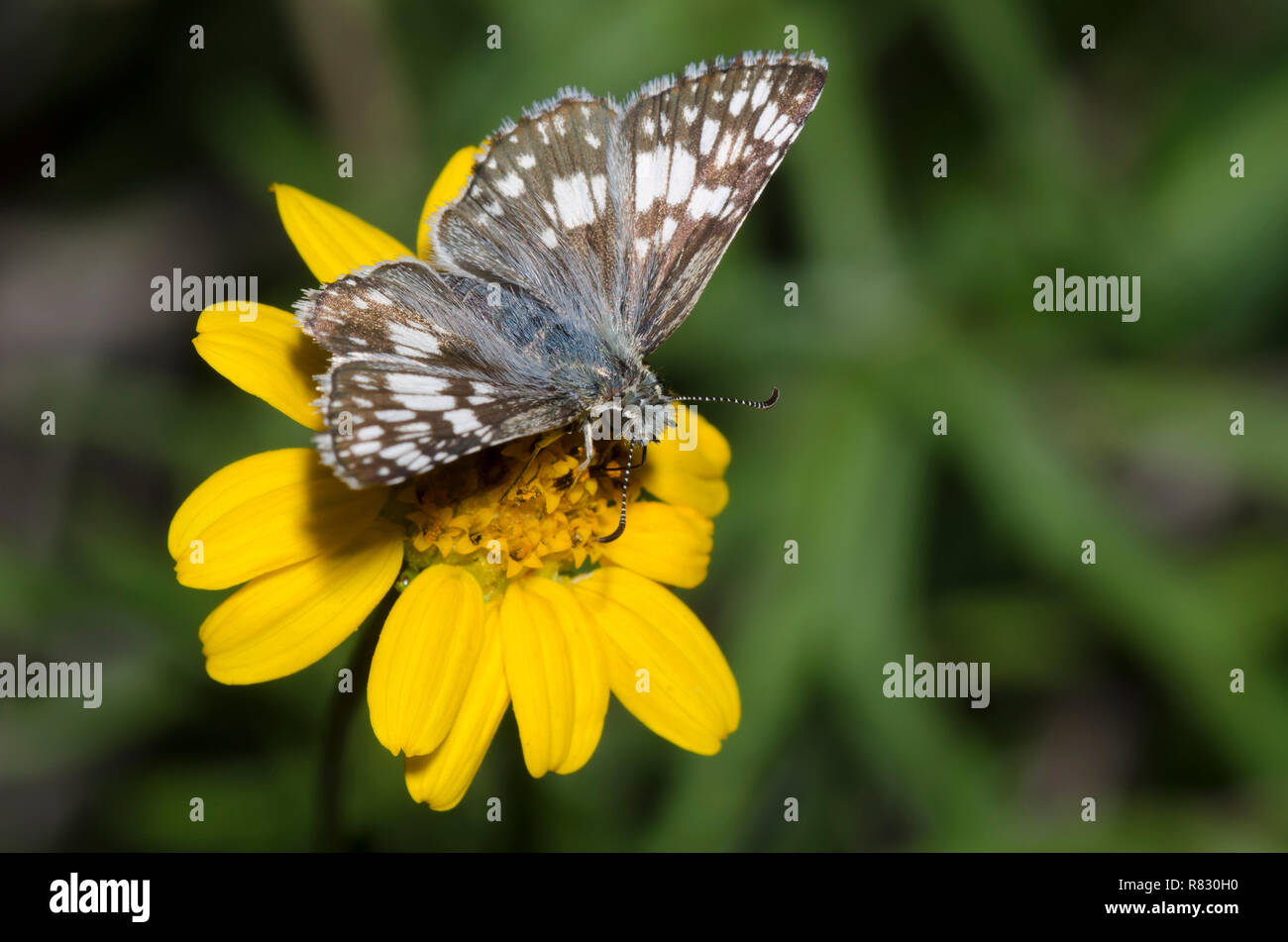 White Checkered-Skipper, Burnsius albezens, female nectaring from ...