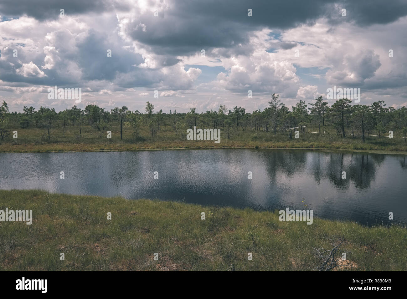 empty swamp landscape with water ponds and small pine trees in bright ...