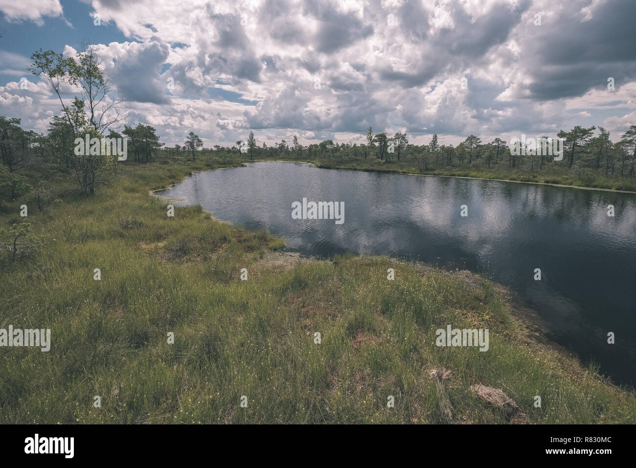 empty swamp landscape with water ponds and small pine trees in bright ...