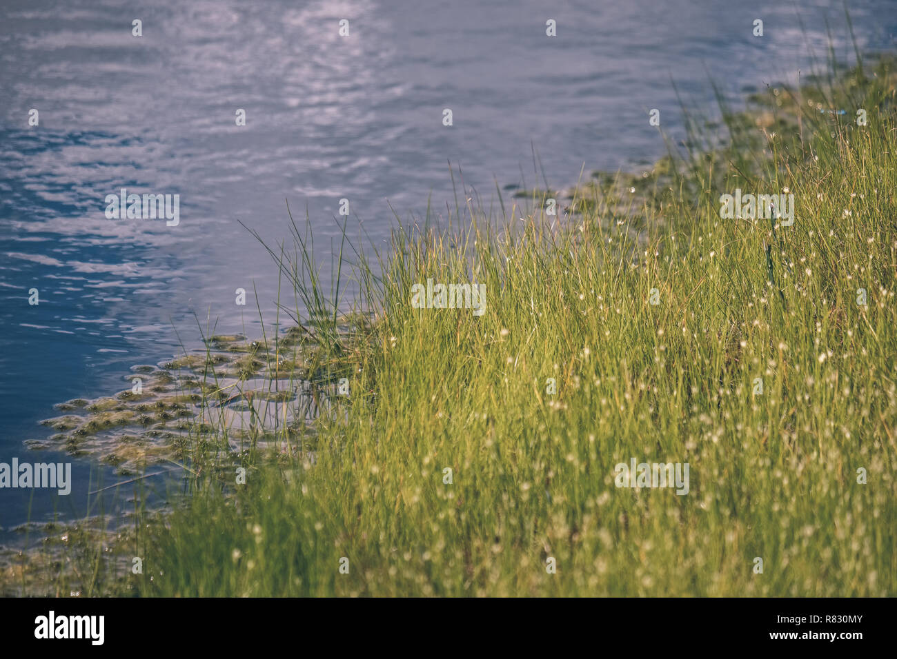 empty swamp landscape with water ponds and small pine trees in bright ...
