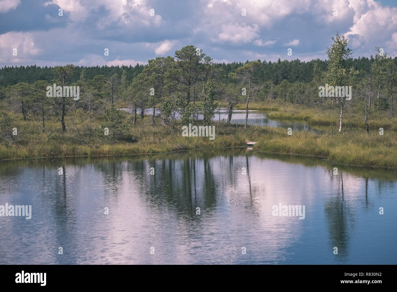 empty swamp landscape with water ponds and small pine trees in bright ...
