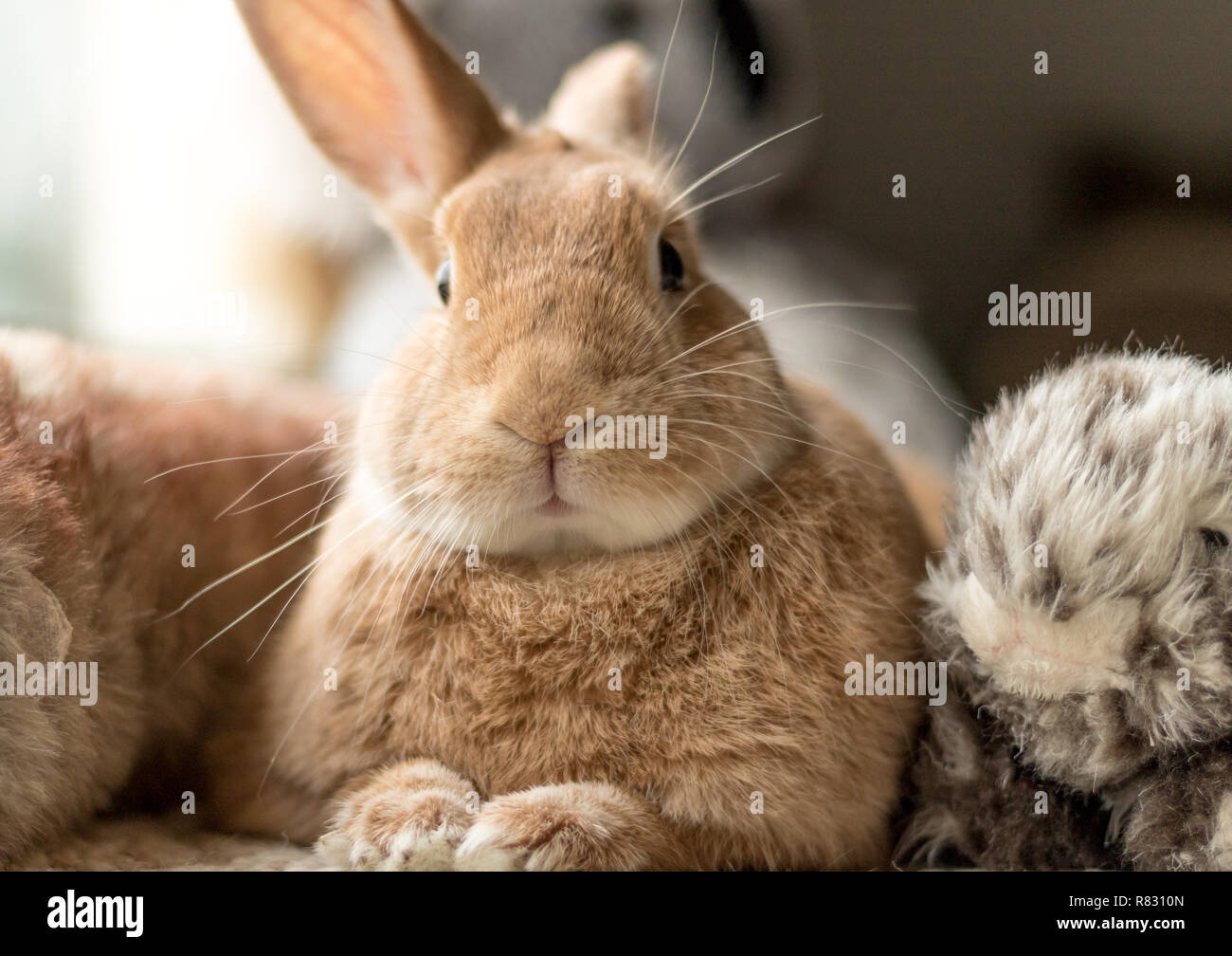 Rufus bunny rabbit looks cute surrounded by plush fluff toys in soft ...