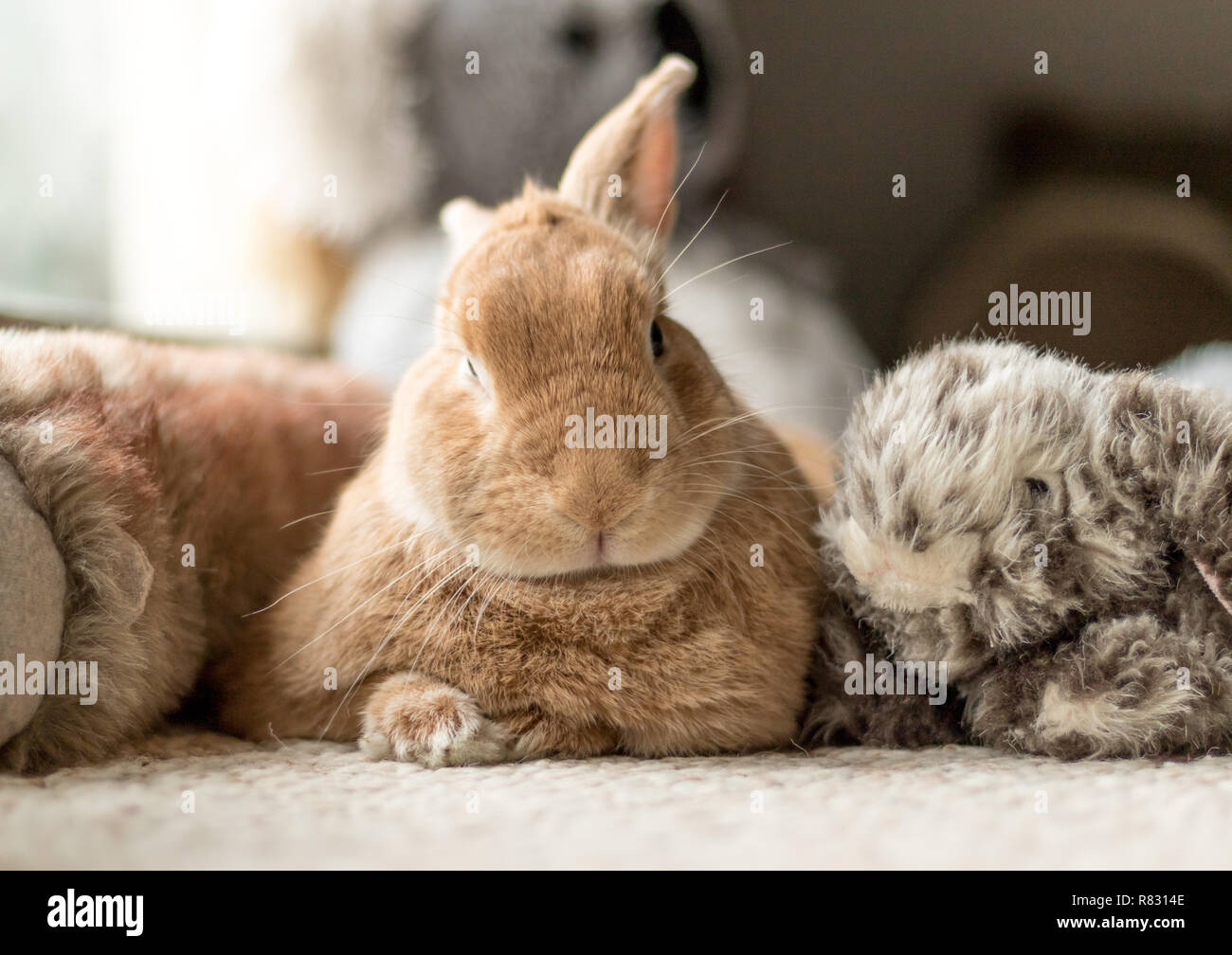 Rufus bunny rabbit looks cute surrounded by plush fluff toys in soft ...
