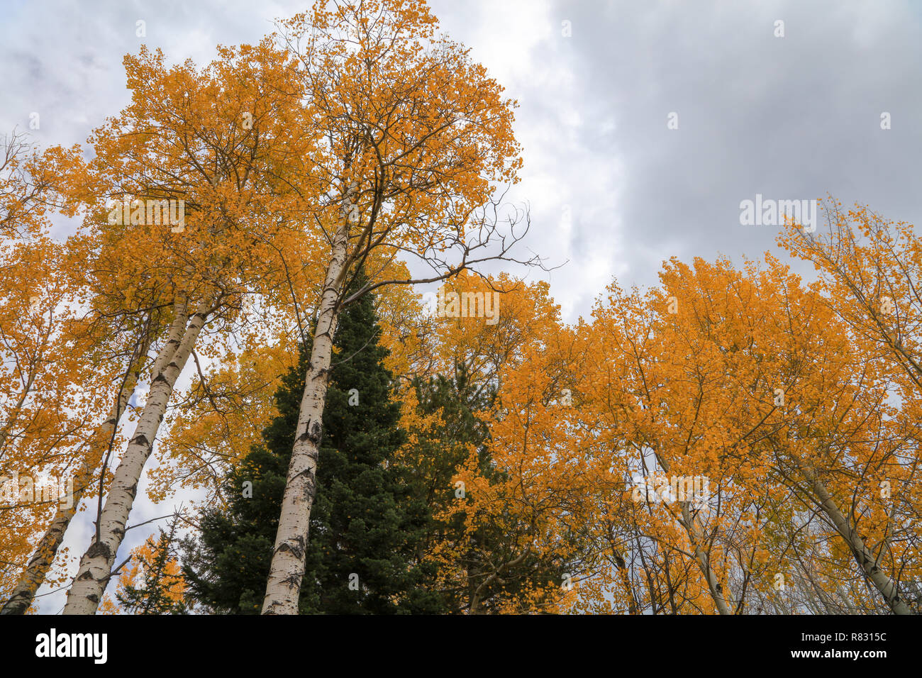 Golden yellow aspen tree canopy forest with green pine tree in autumn ...