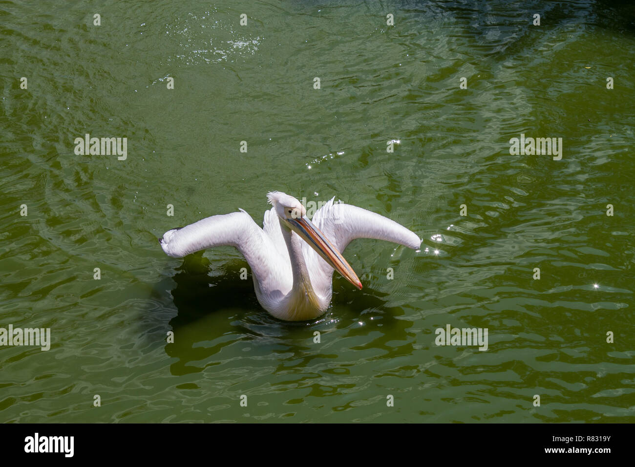 Pelican legs hi-res stock photography and images - Alamy