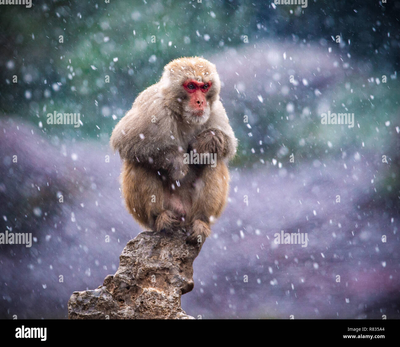 Nanjin, China. 12th Dec, 2018. A macaque in snow at Hongshan Forest Zoo ...