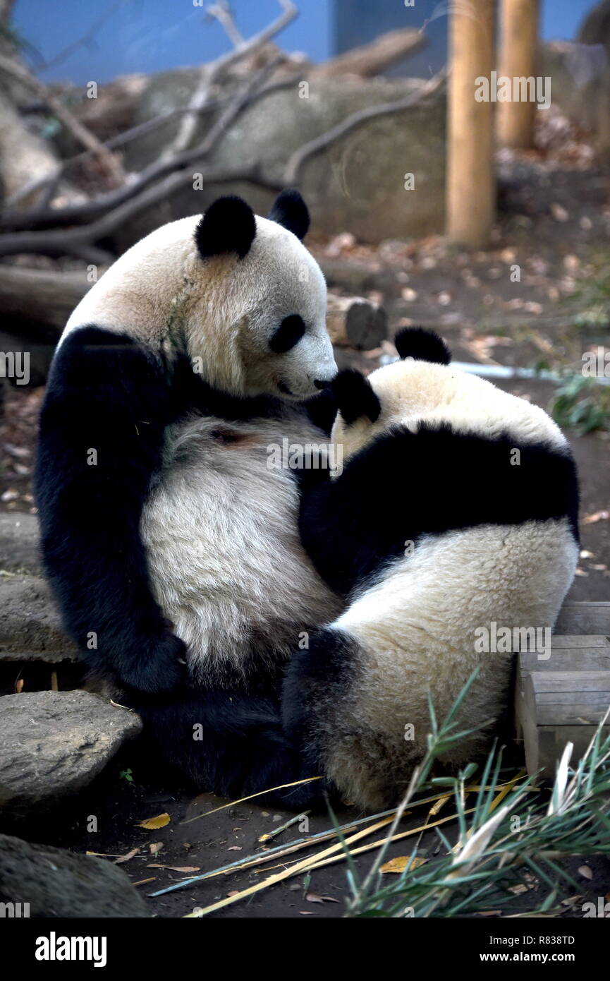 Female giant panda Shin Shin feeds One year old female giant panda ...