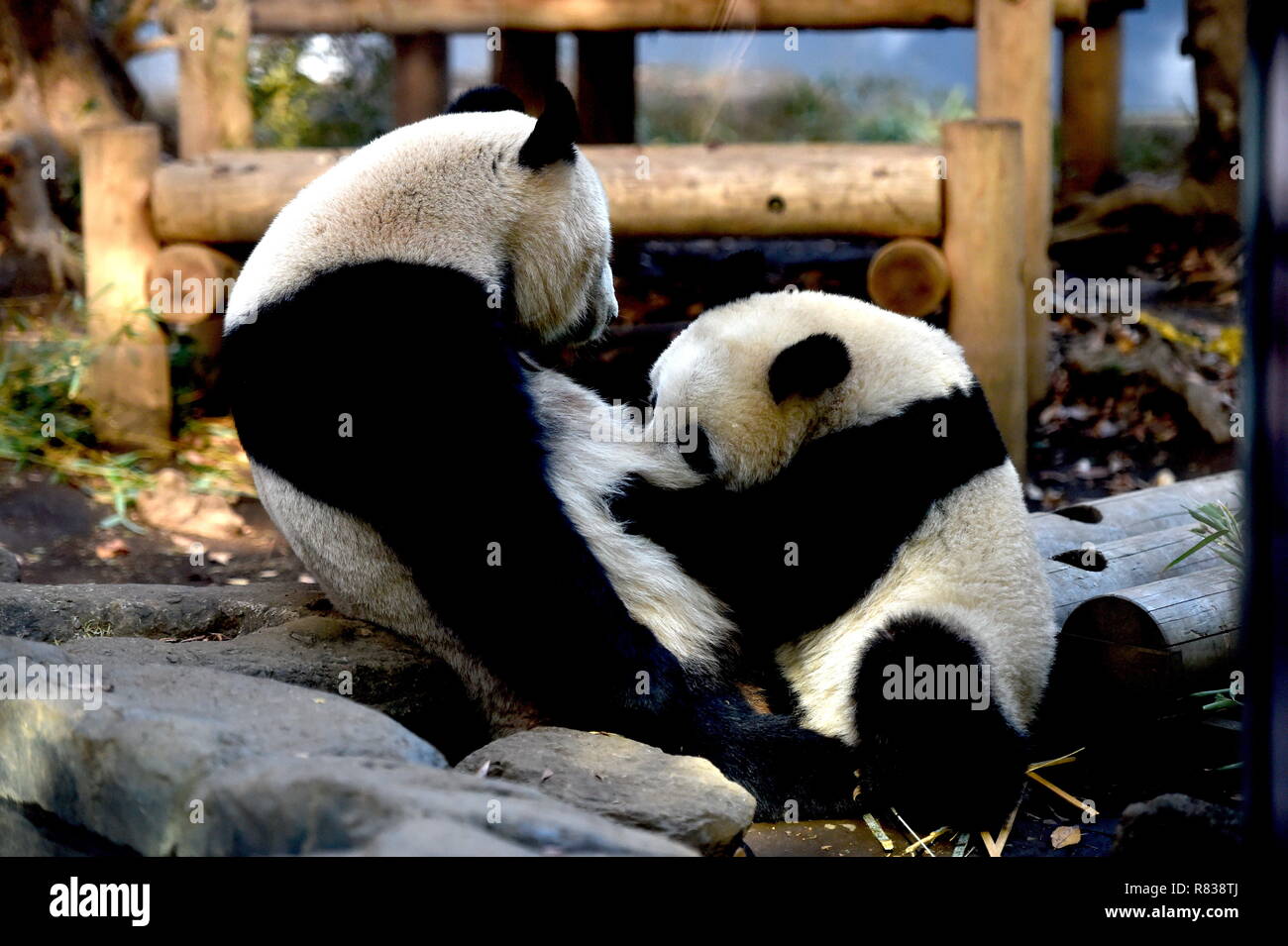 Female giant panda Shin Shin feeds One year old female giant panda ...