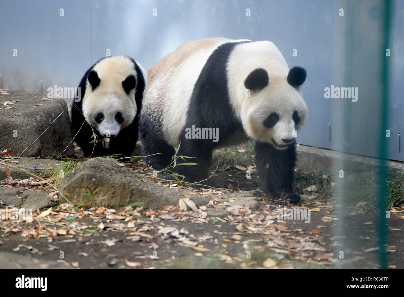 One year old female giant panda Xiang Xiang walks beside her mother ...