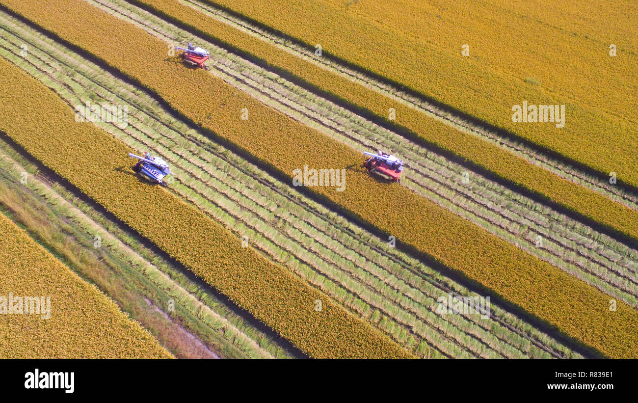Reaping rice beijing hi-res stock photography and images - Alamy