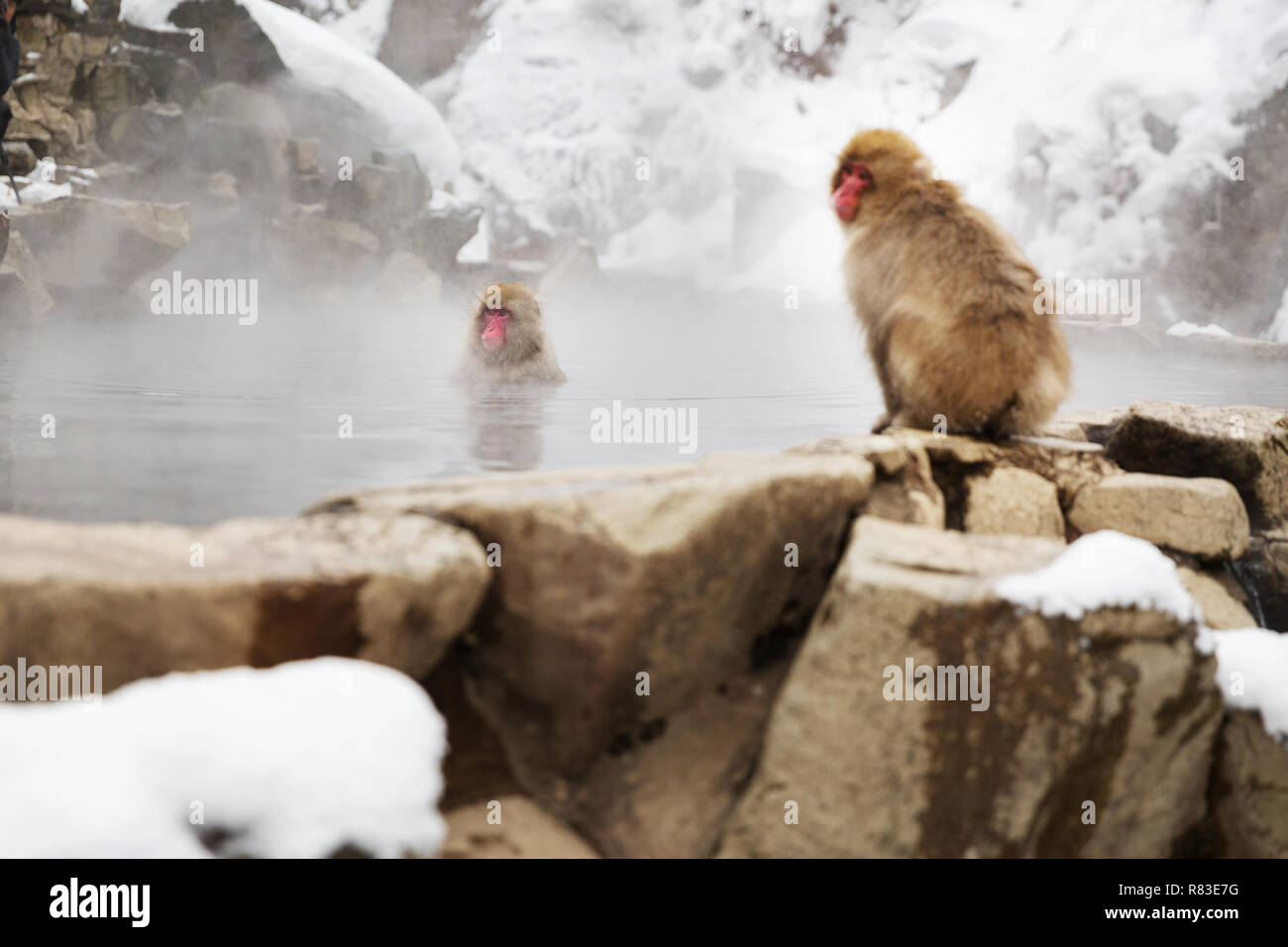 japanese macaques or snow monkeys in hot spring Stock Photo - Alamy