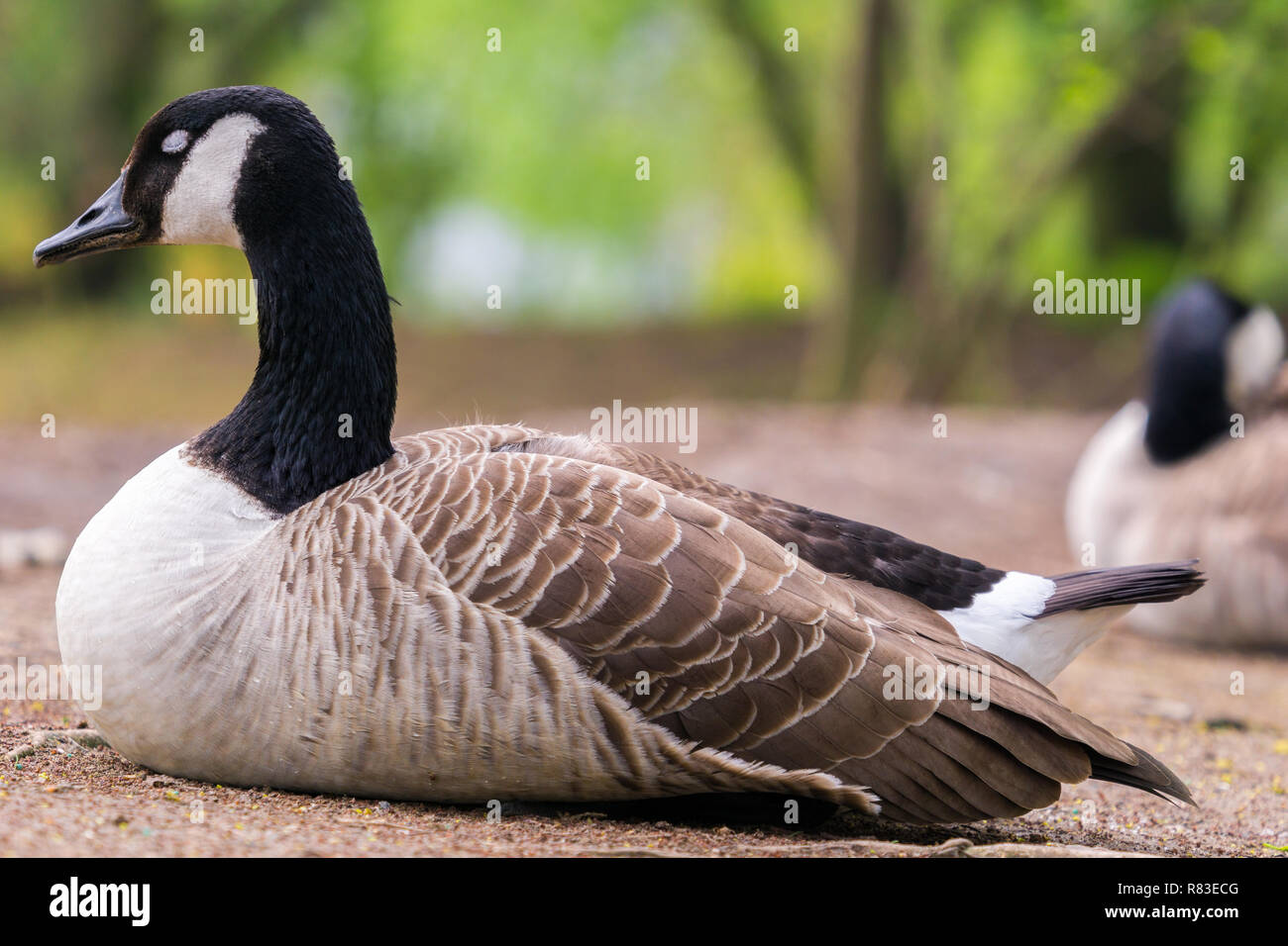Back view goose bird hi-res stock photography and images - Alamy