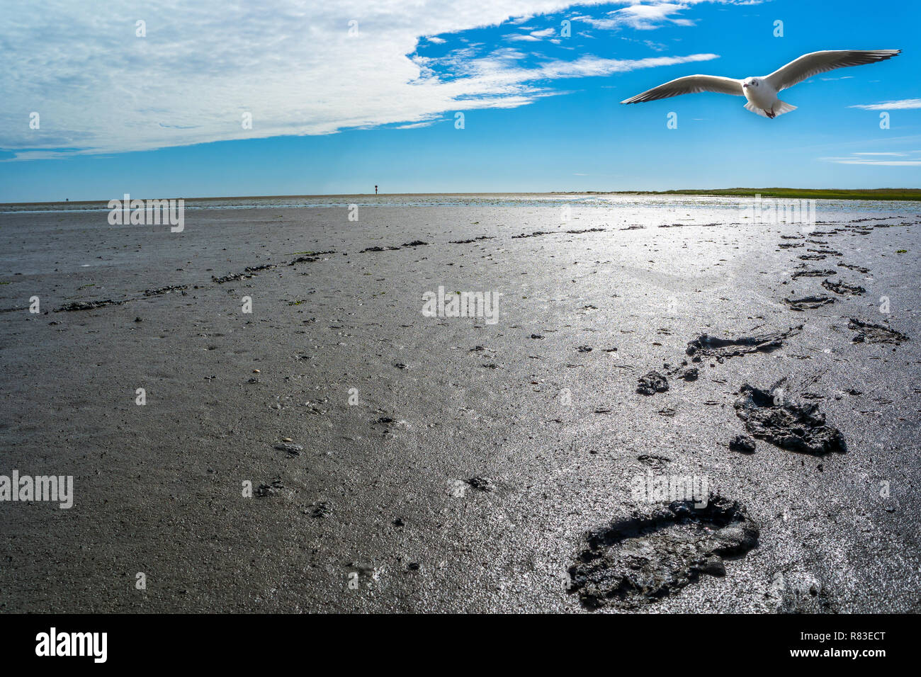 Mudflat footprints hi-res stock photography and images - Alamy