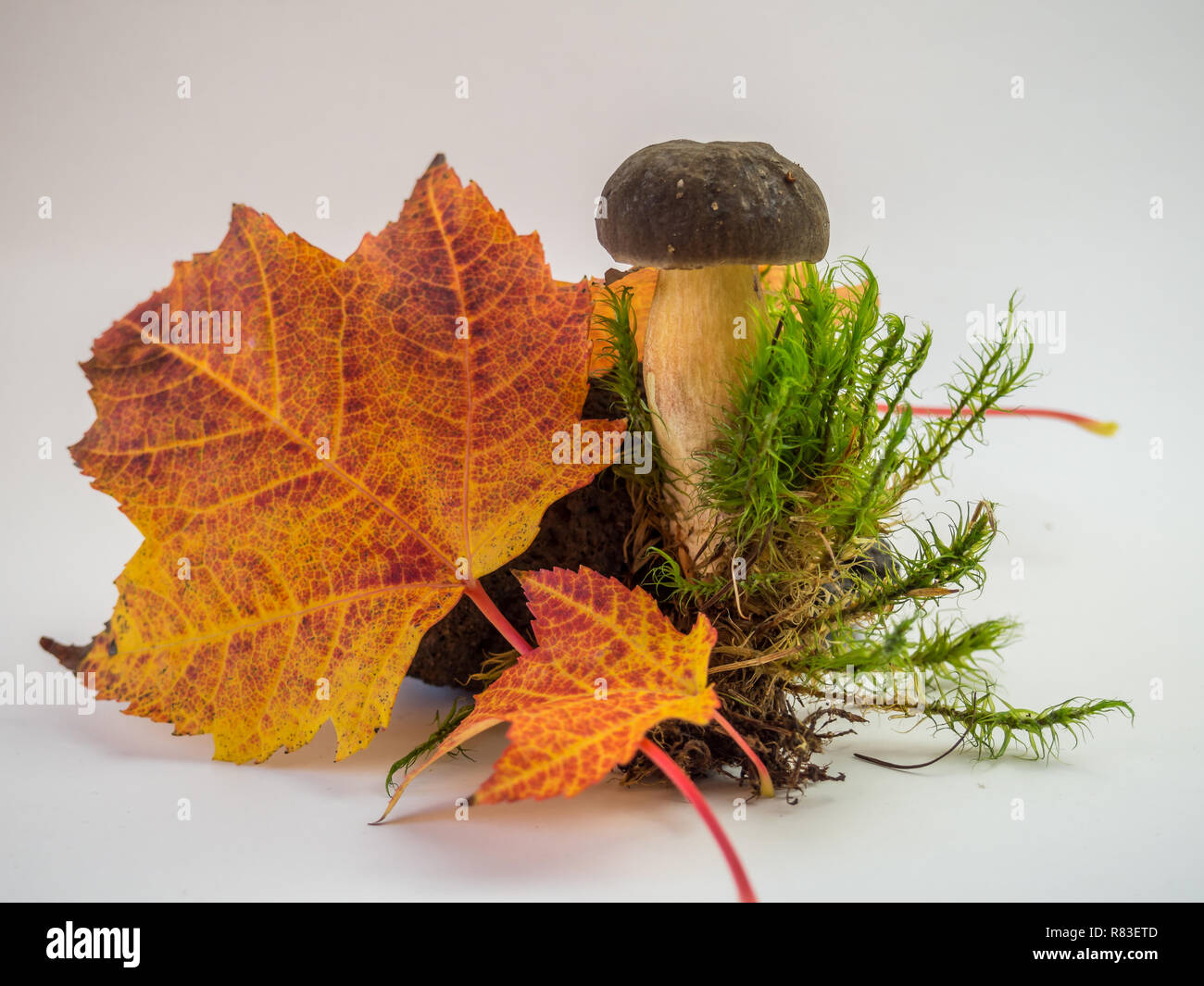 Autumn template with mushroom Stock Photo - Alamy