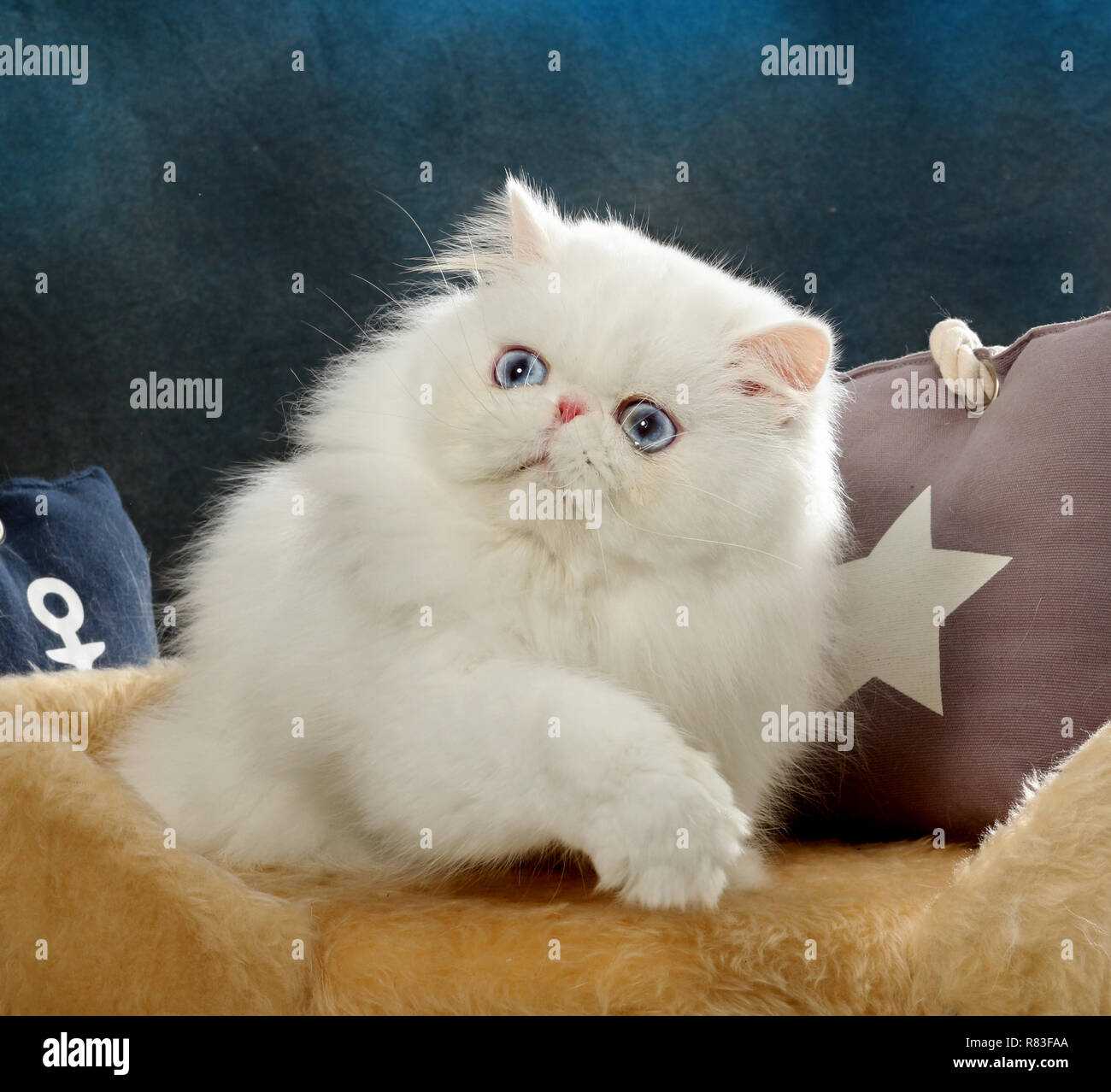 white persian cat Stock Photo - Alamy