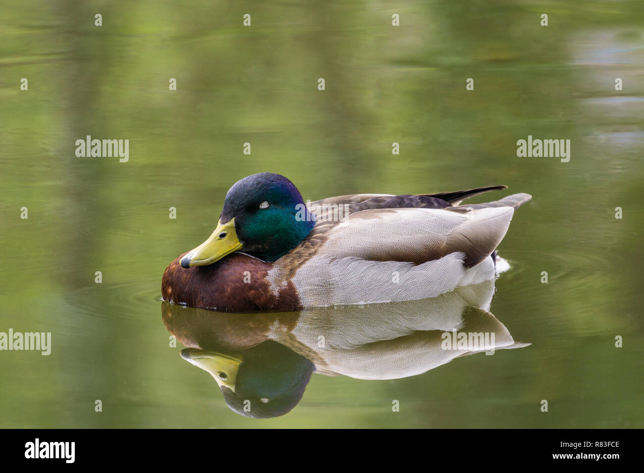 Domestic duck anas platyrhynchos domesticus hi-res stock photography ...