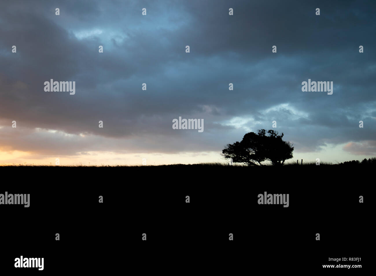 Stunted windswept tree hi-res stock photography and images - Alamy