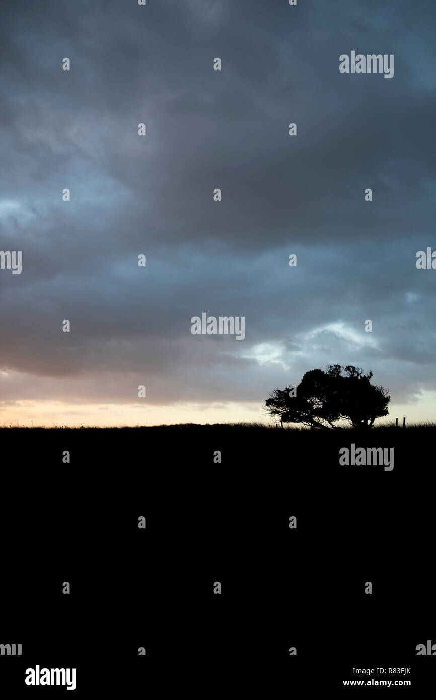 Silhouetted windswept stunted tree on farm grassland field in rural ...