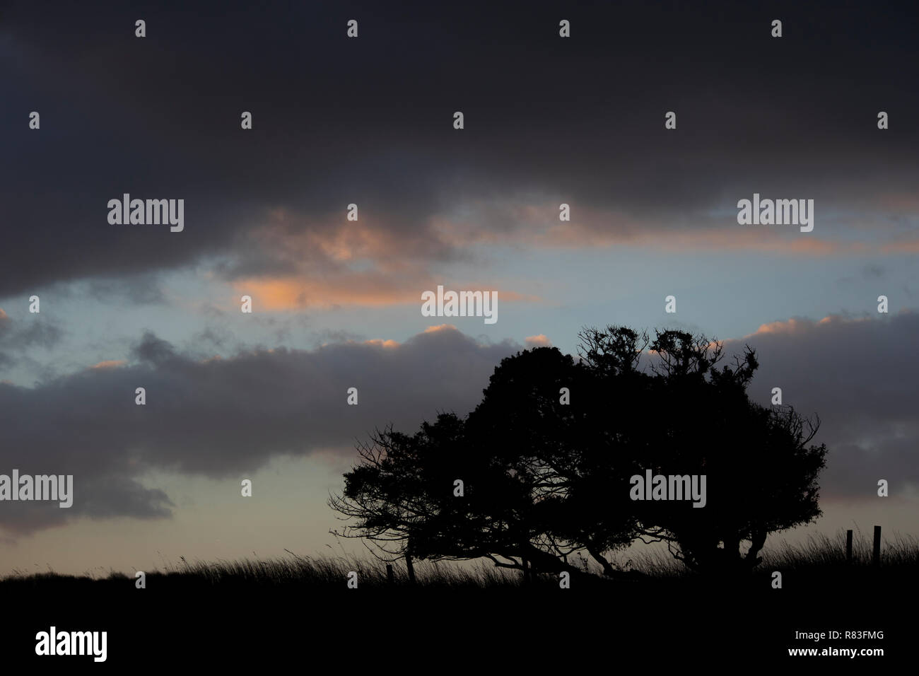 Silhouetted windswept stunted tree on farm grassland field in rural ...