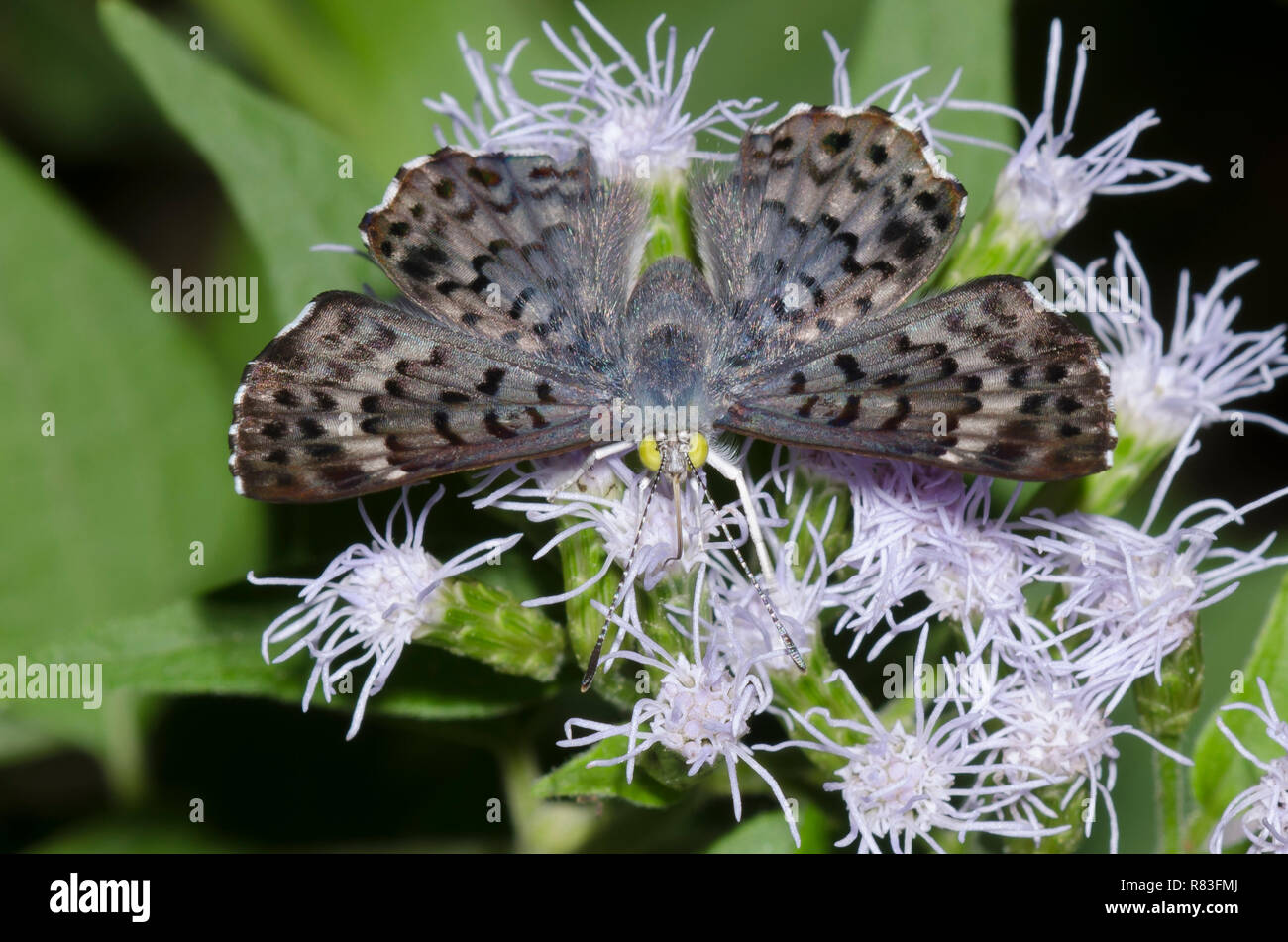 Blue metalmark butterfly hi-res stock photography and images - Alamy