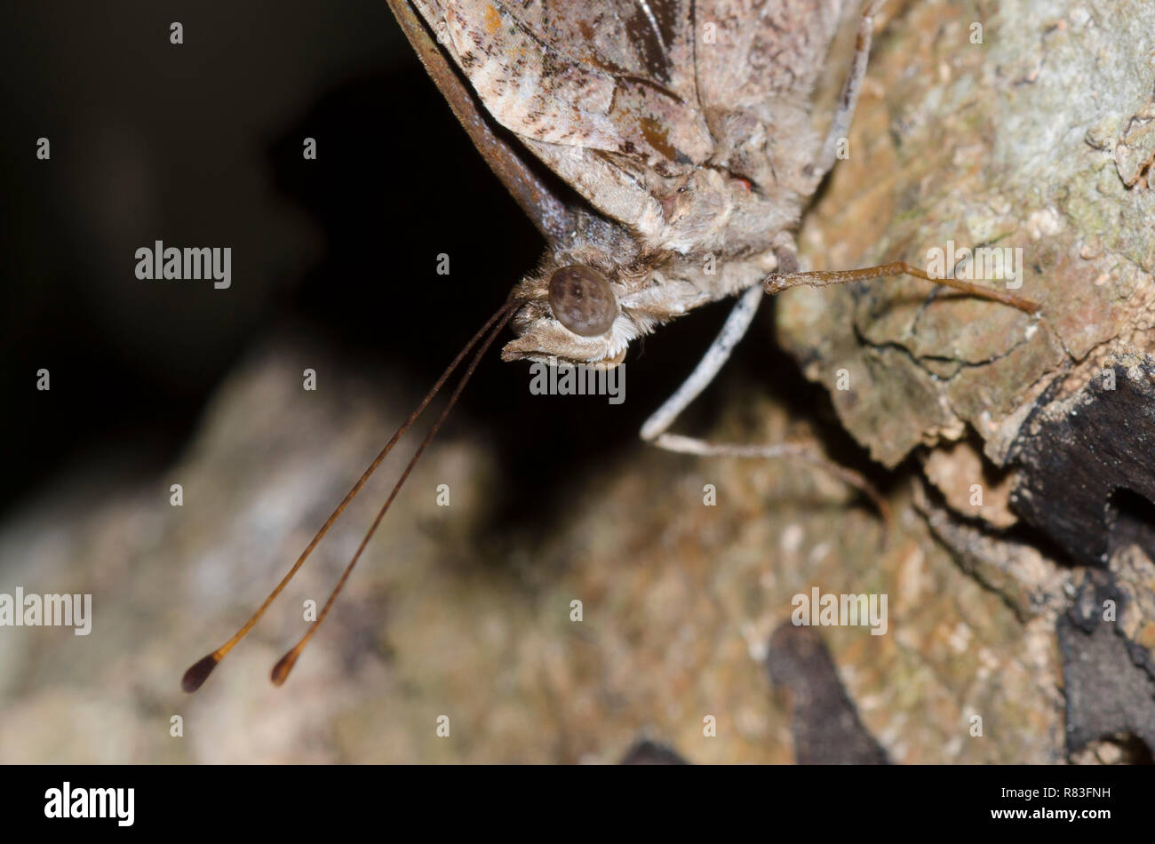 Myscelia ethusa hi-res stock photography and images - Alamy