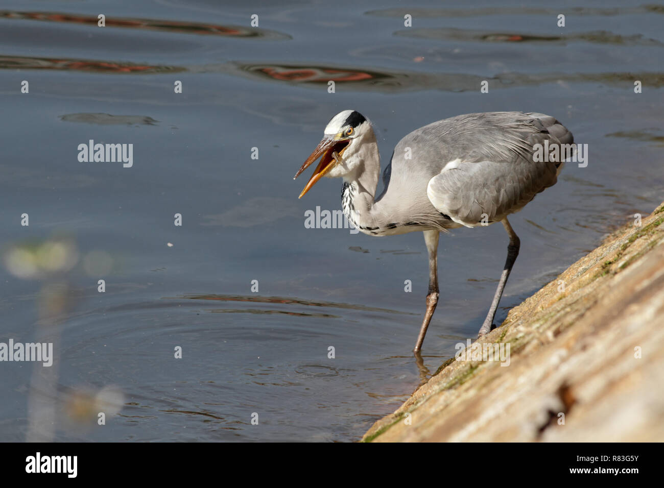 Great blue heron eating fish hi-res stock photography and images - Alamy