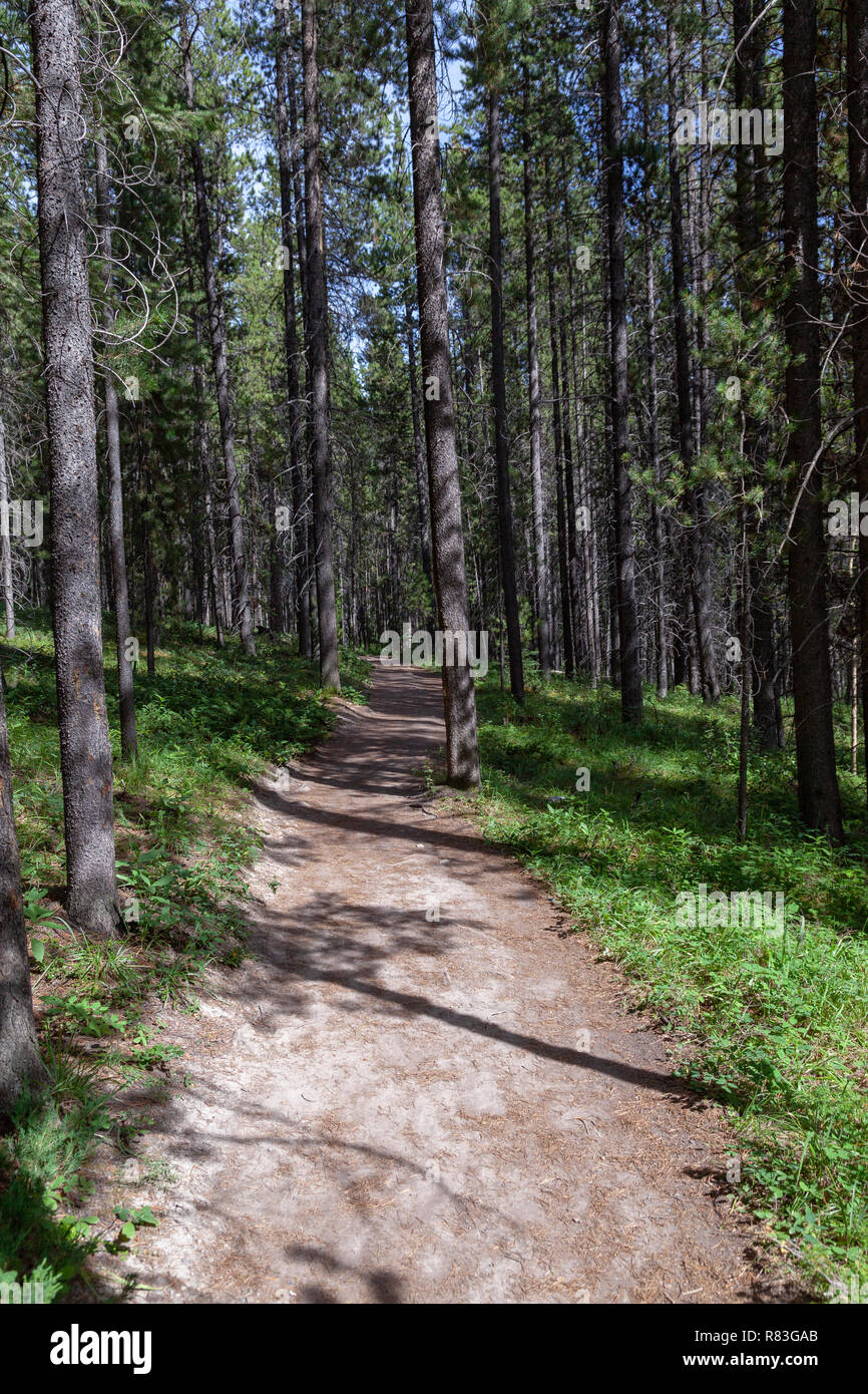 Path through a forest with tall pine trees on both sides, leading ...