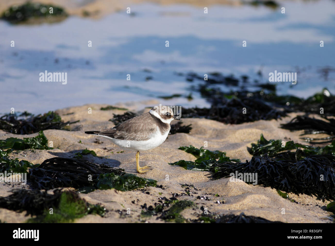Detailed image of a beautiful small sea bird, plover, during low tide ...