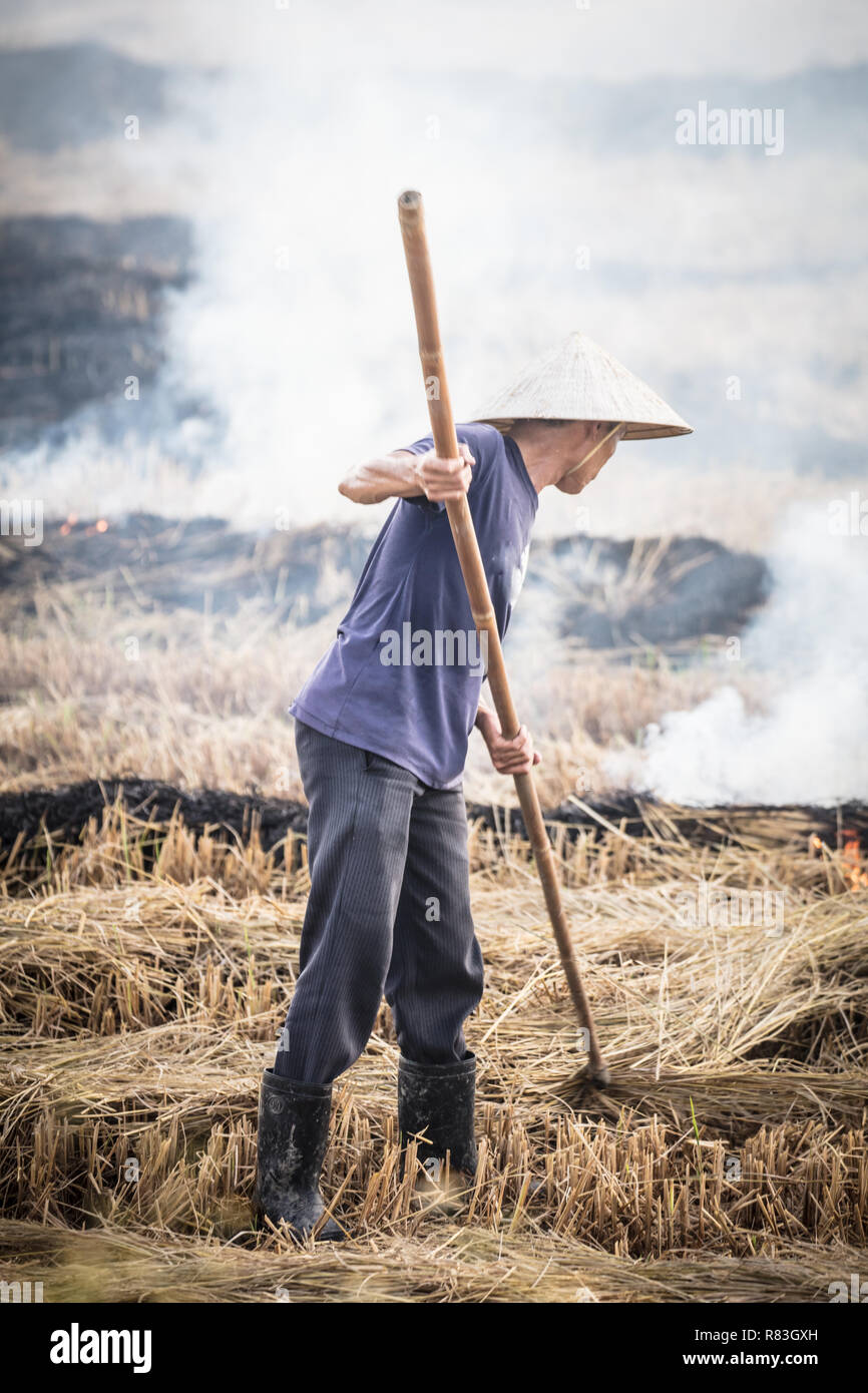 Burning Rice Grass High Resolution Stock Photography and Images - Alamy