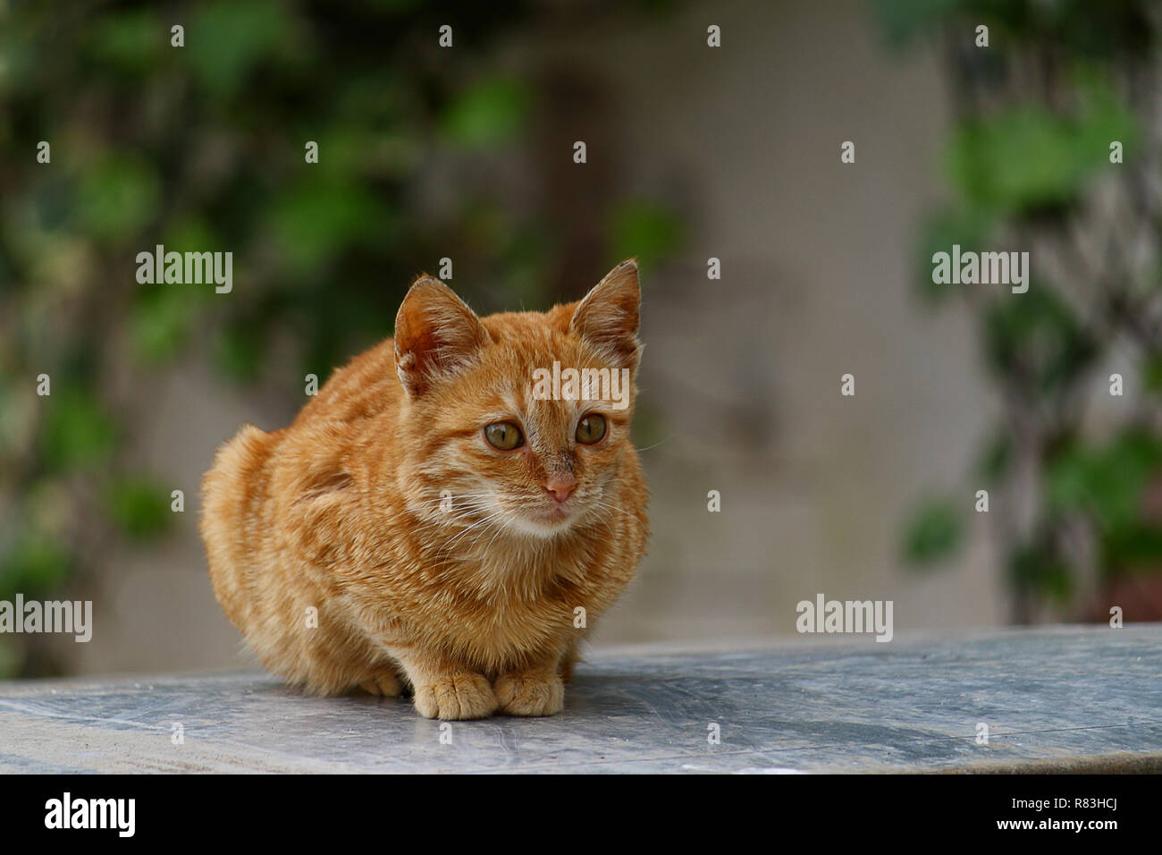 European cat portrait. Portrait of beautiful cat. Cute three color cat. European short haired ...