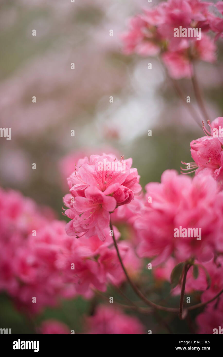 Pink rhododendrons in bloom at the Brooklyn Botanical Garden on Mother ...