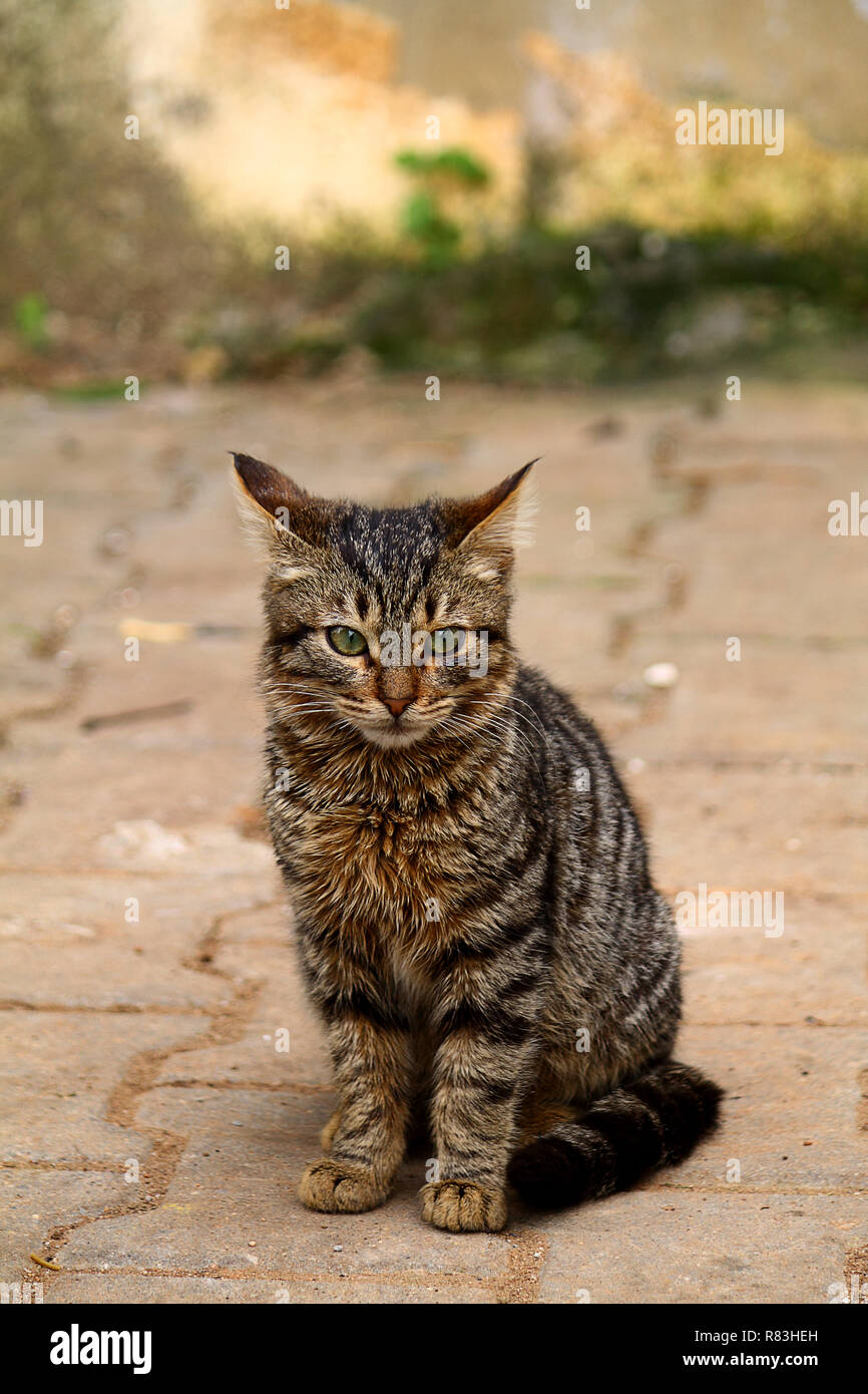European cat portrait. Portrait of beautiful cat. Cute three color cat ...