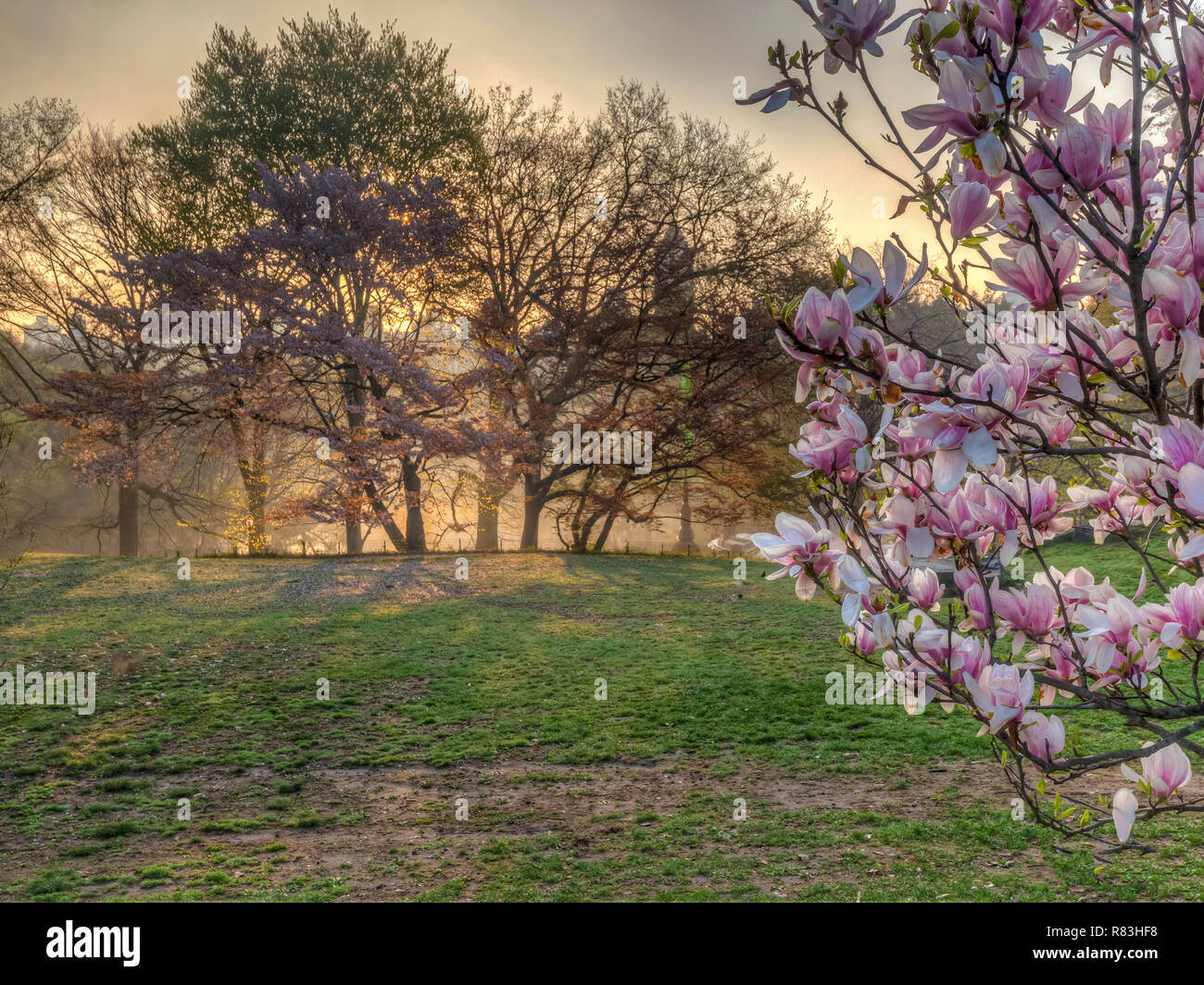 Central Park, Manhattan, New York City in spring Stock Photo - Alamy