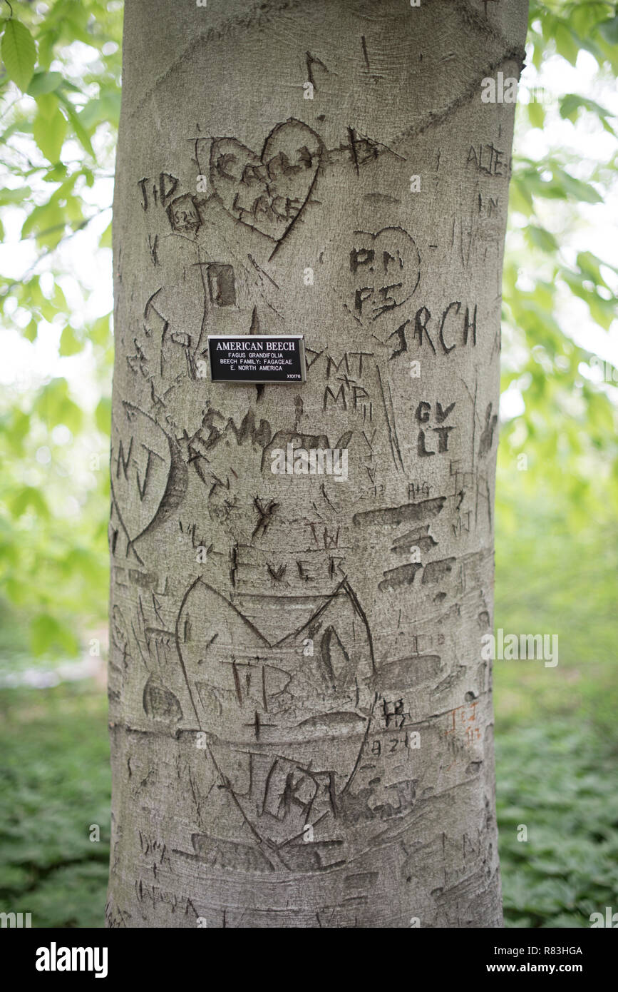 Words are scratched onto the bark of a tree in the Brooklyn Botanical ...
