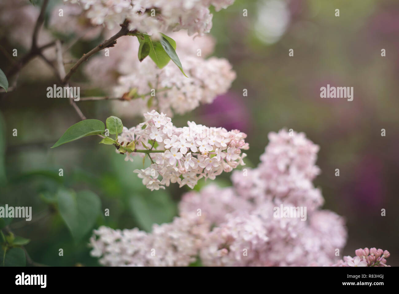 Fragrant lilac bushes in the Brooklyn Botanical Garden Stock Photo - Alamy
