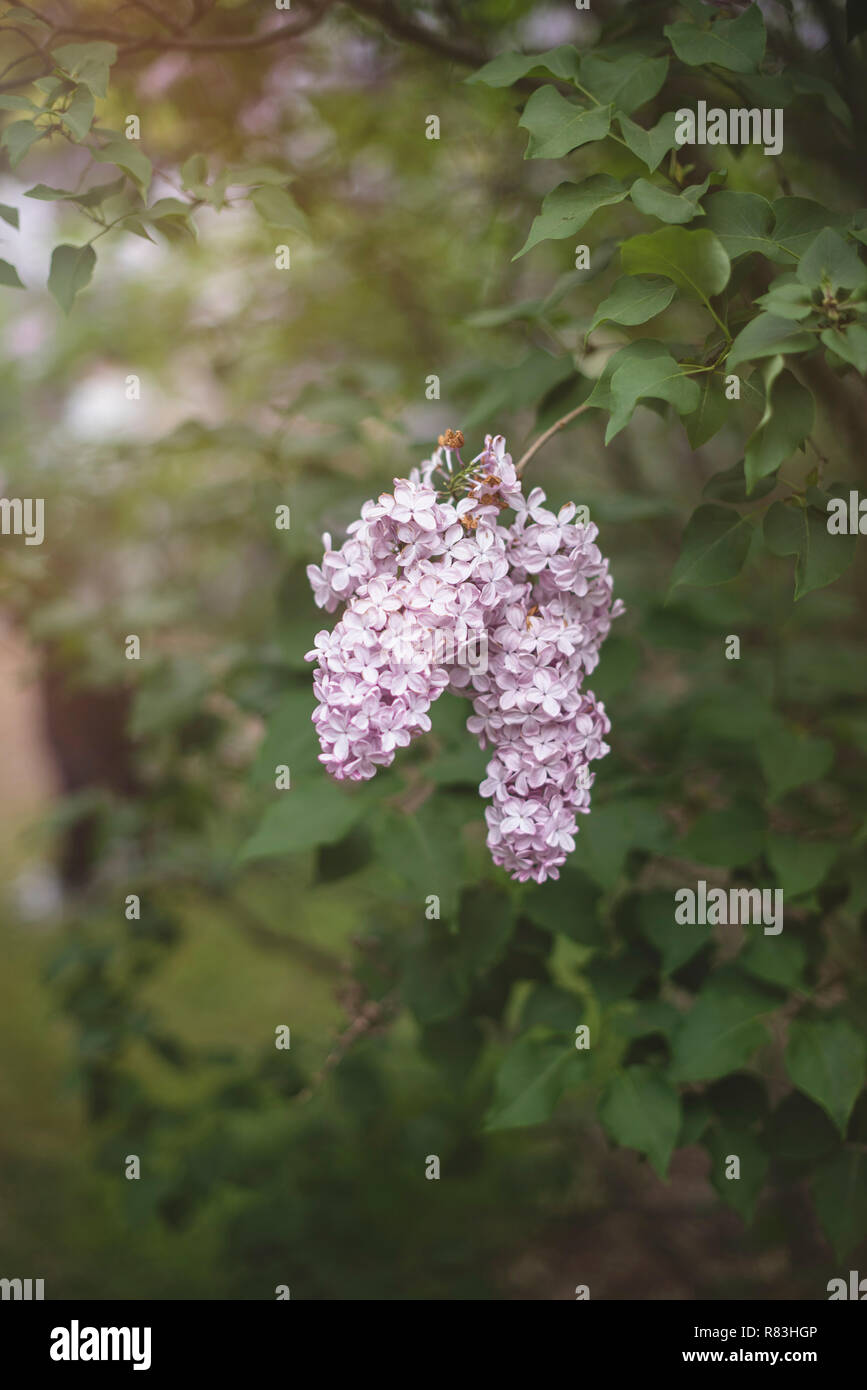 Fragrant lilac bushes in the Brooklyn Botanical Garden Stock Photo - Alamy