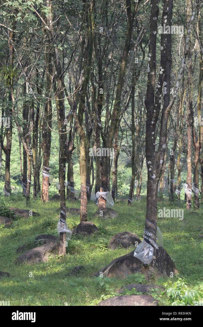 Chapramari hi-res stock photography and images - Alamy