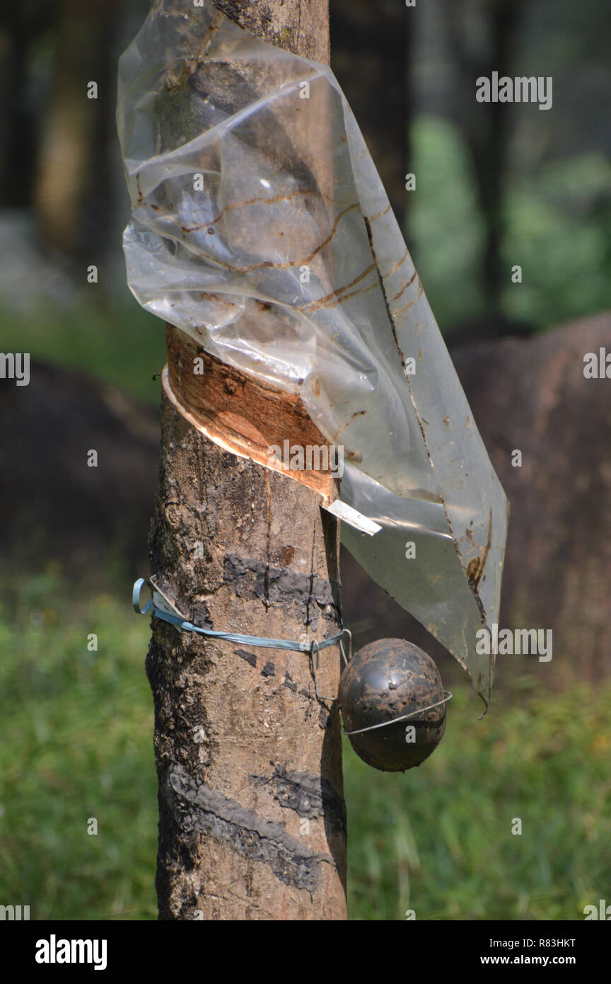Incised rubber tree hi-res stock photography and images - Alamy