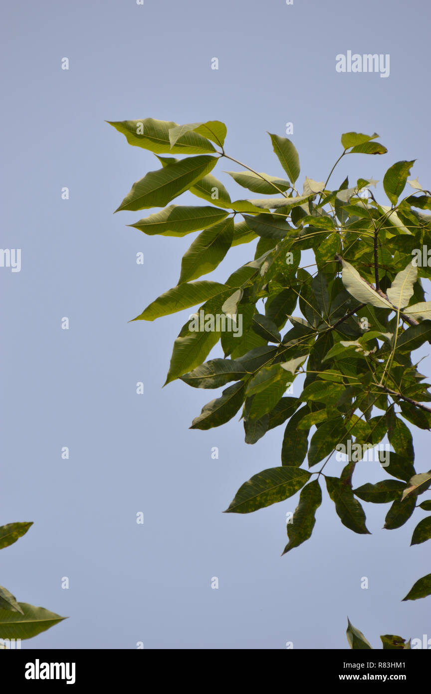 Hevea brasiliensis or Rubber tree leaves at Kumani in Chapramari ...