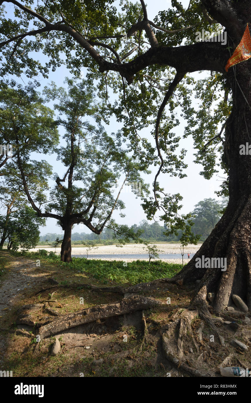 The gorumara national park hi-res stock photography and images - Alamy